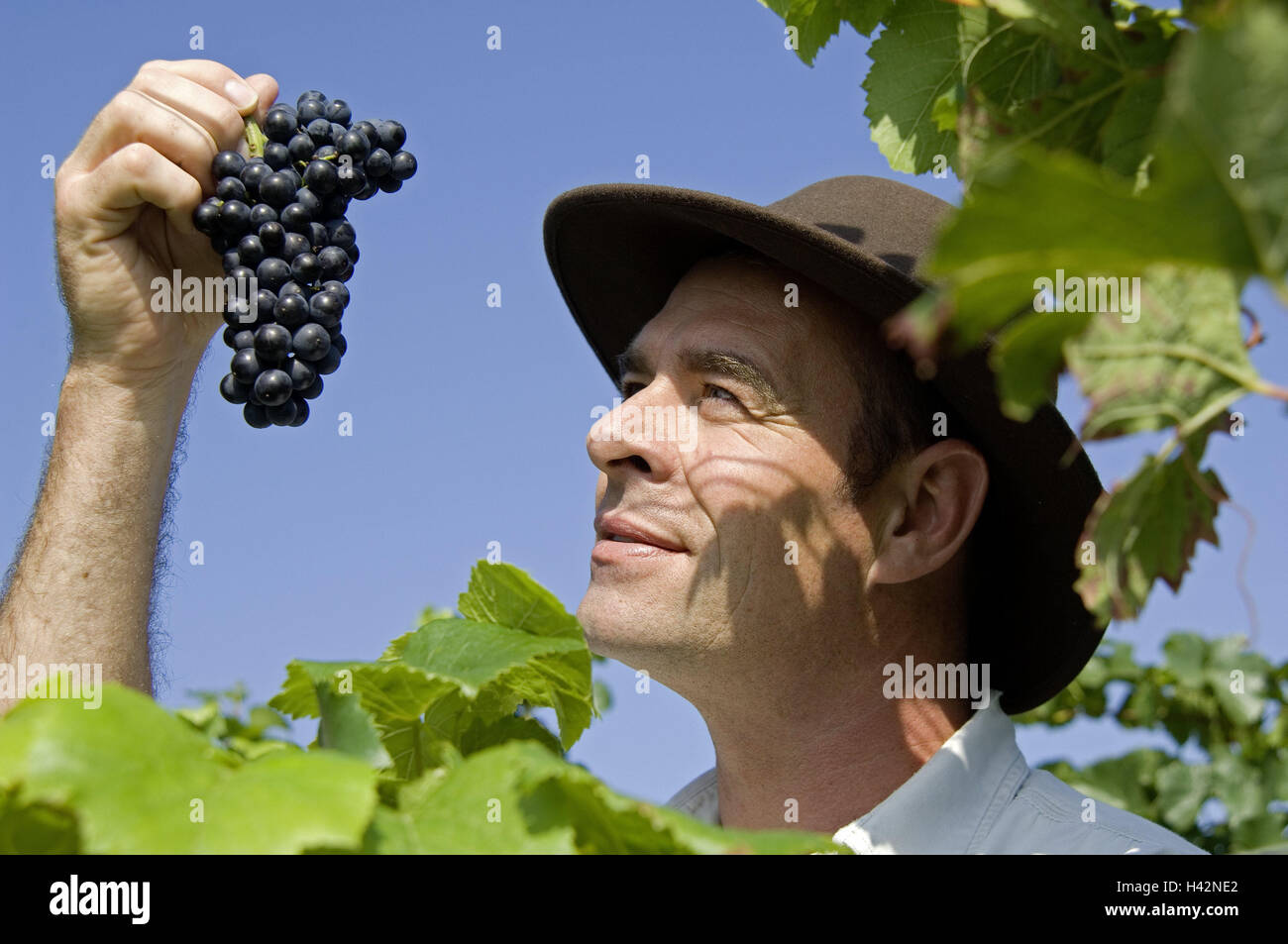 Vineyard, winegrower, grapes, blue, look, portrait, person, man ...