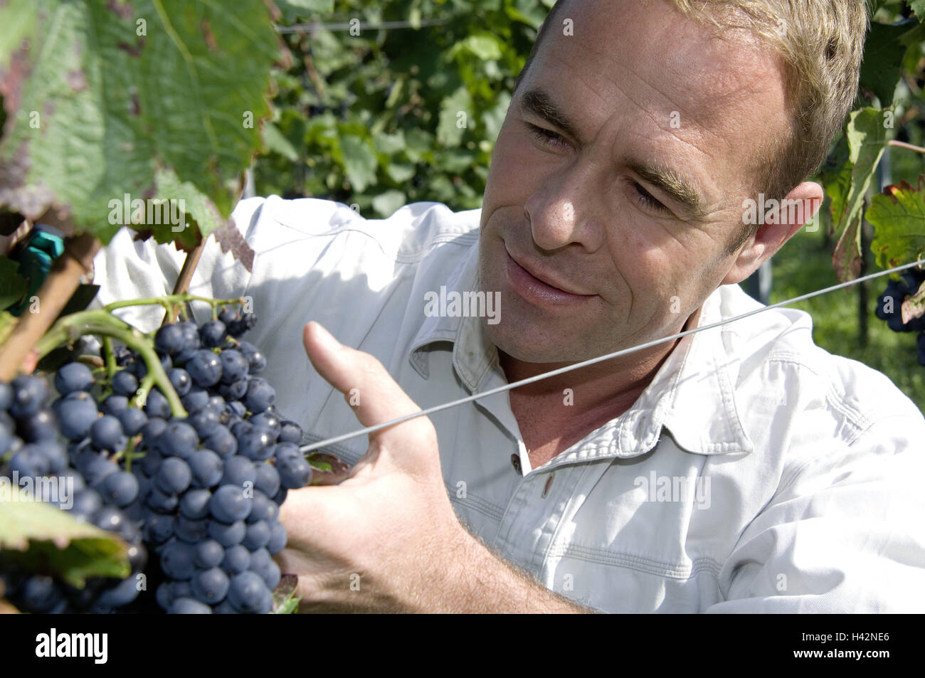 Vineyard, winegrower, vintage, portrait, curled, people, man, viticulturist, vines, vines ...