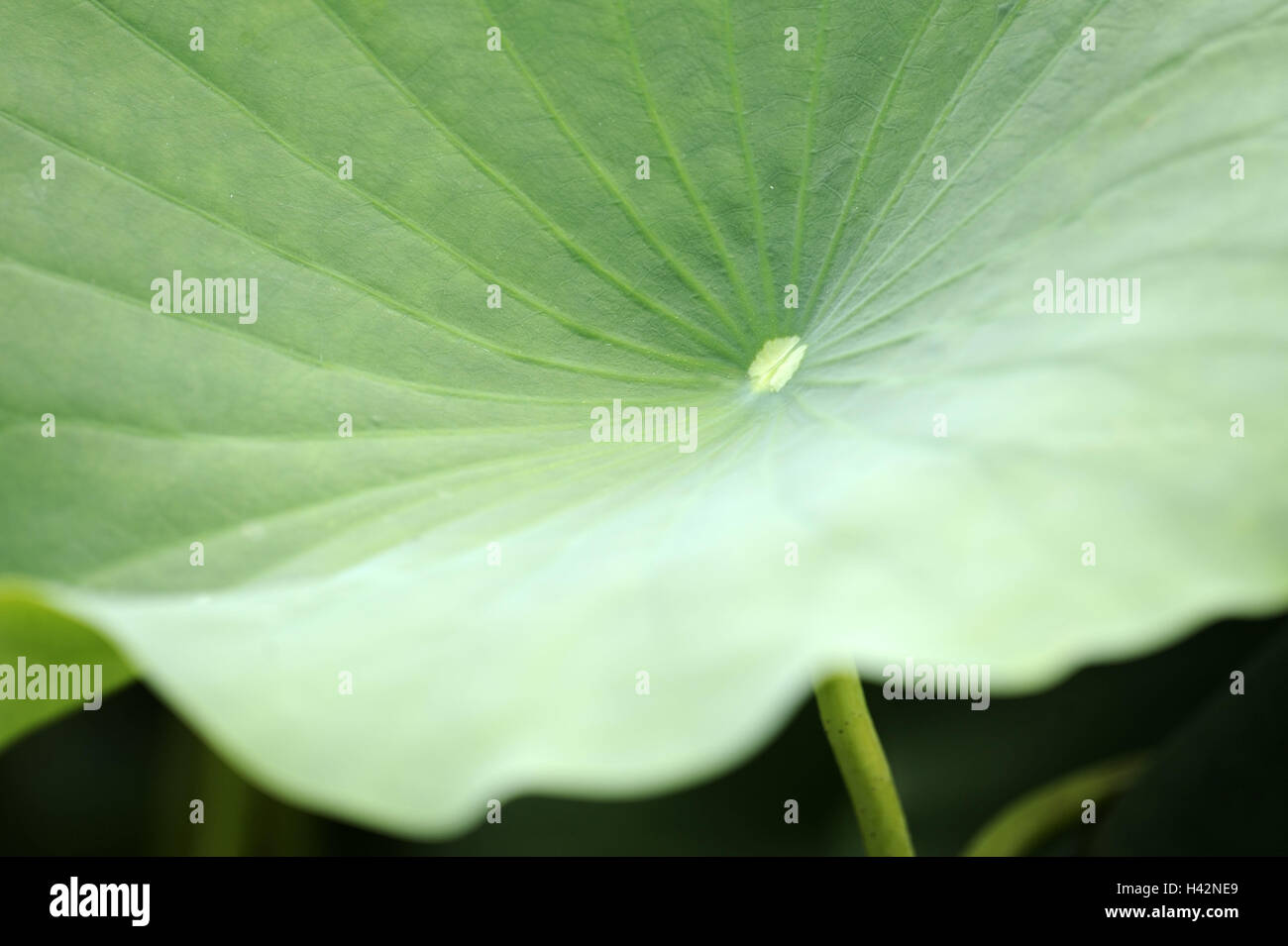 Water plant hi-res stock photography and images - Alamy