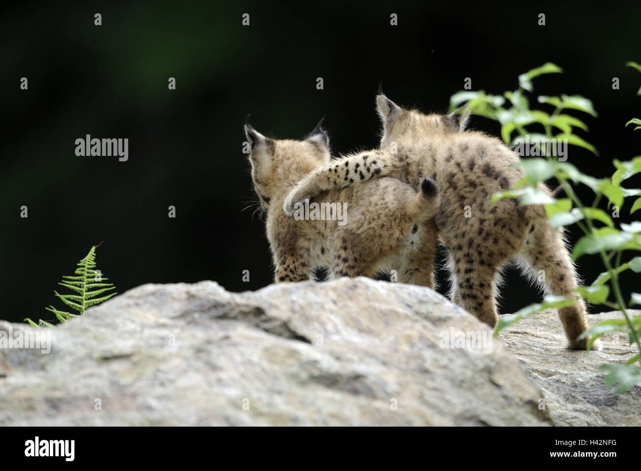 Rock, Carpathian Mts lynxes, Lynx carpathicus, young animals, two, back ...