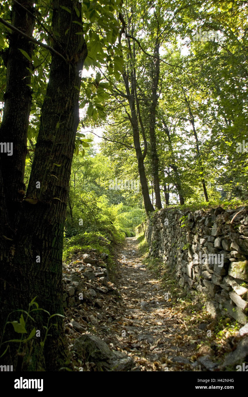 Italy, Piedmont, forest way, footpath Stock Photo - Alamy
