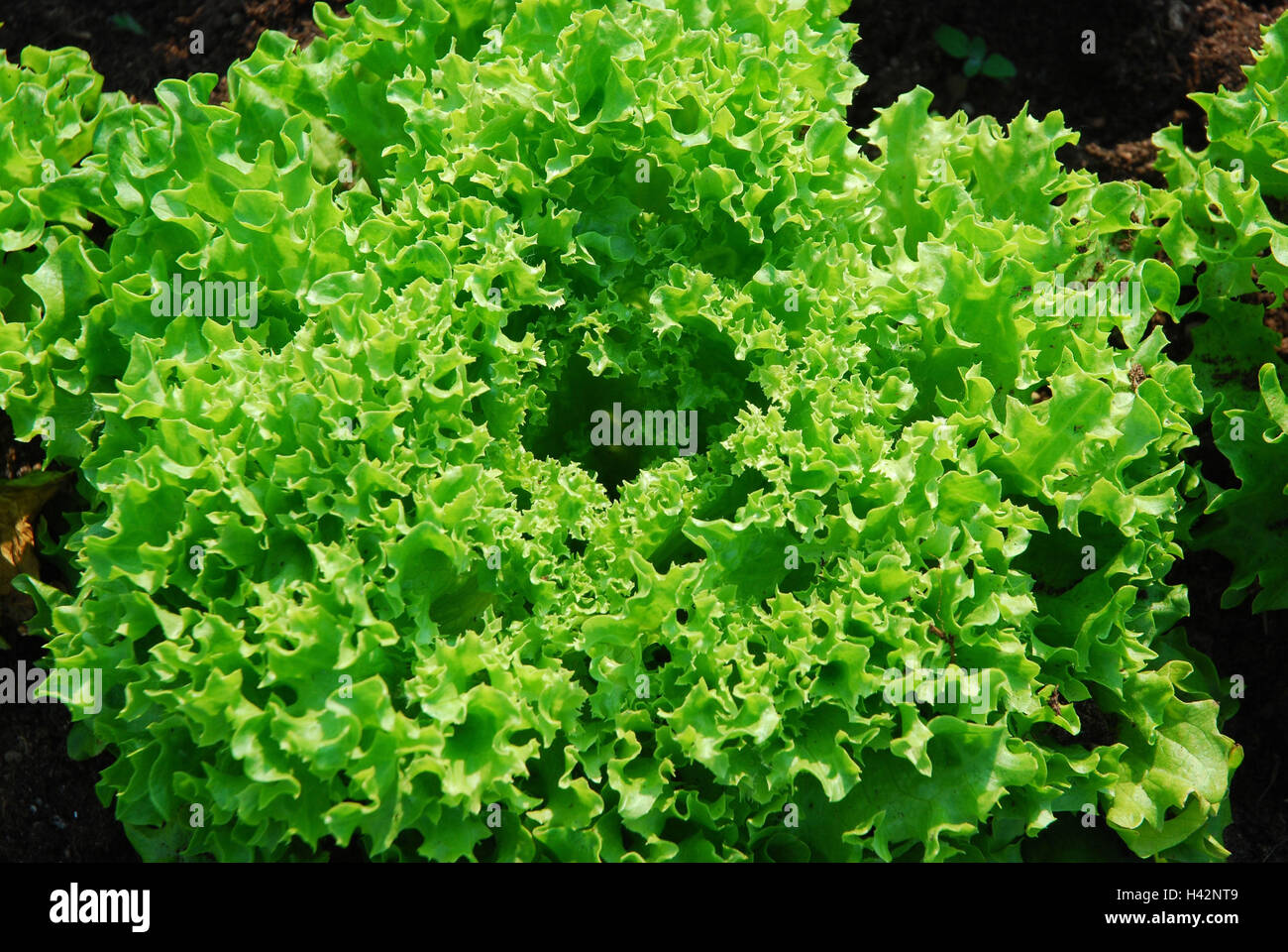 Vegetable bed, green salad, Lollo Bianco Stock Photo - Alamy