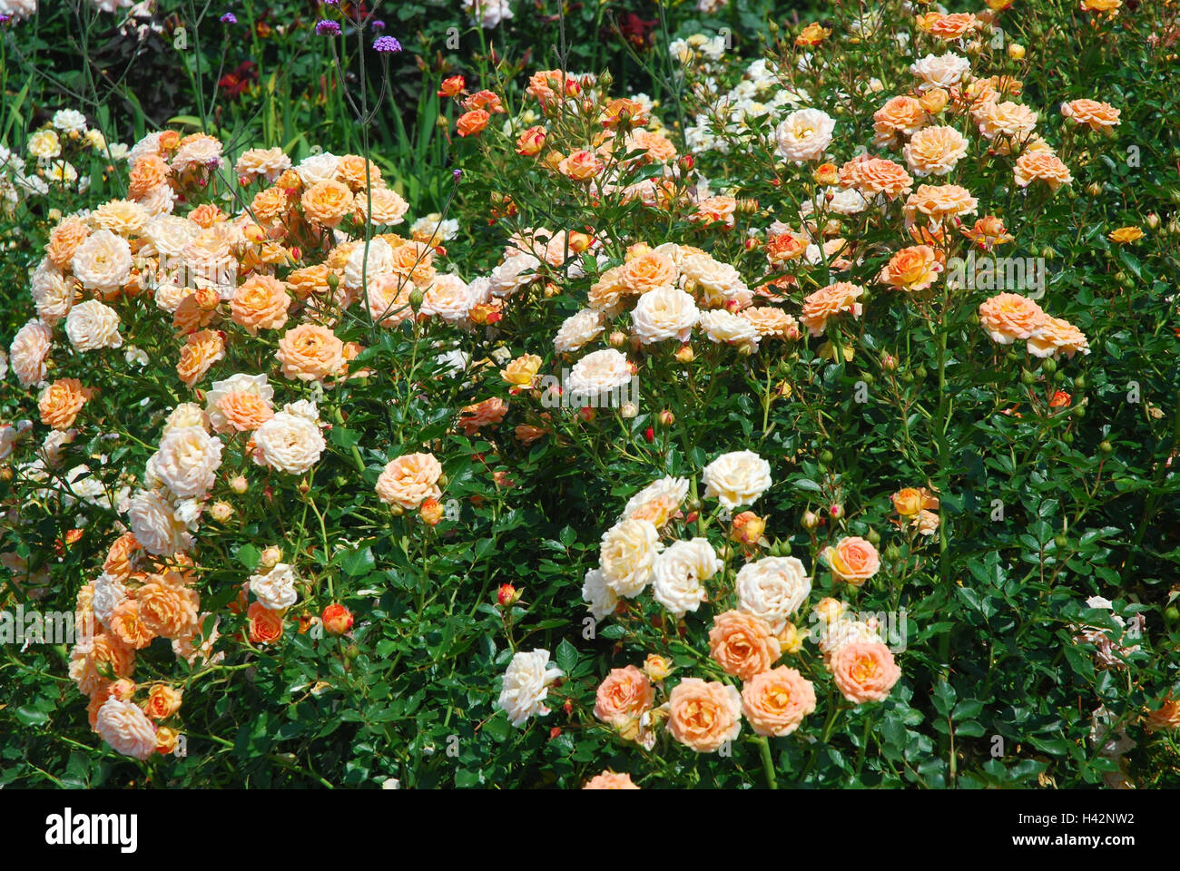 Rose patch, rose blossoms, yellow-orange Stock Photo - Alamy