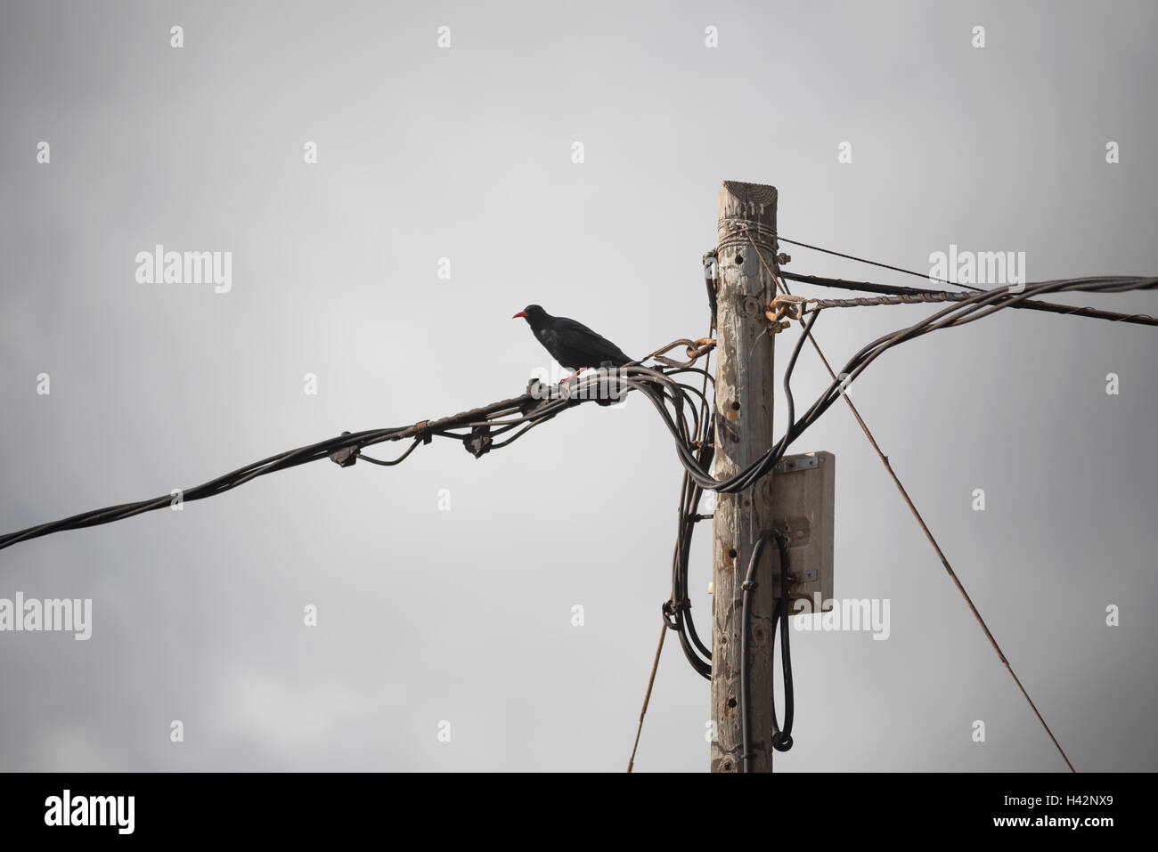 Raven looking down hi-res stock photography and images - Alamy