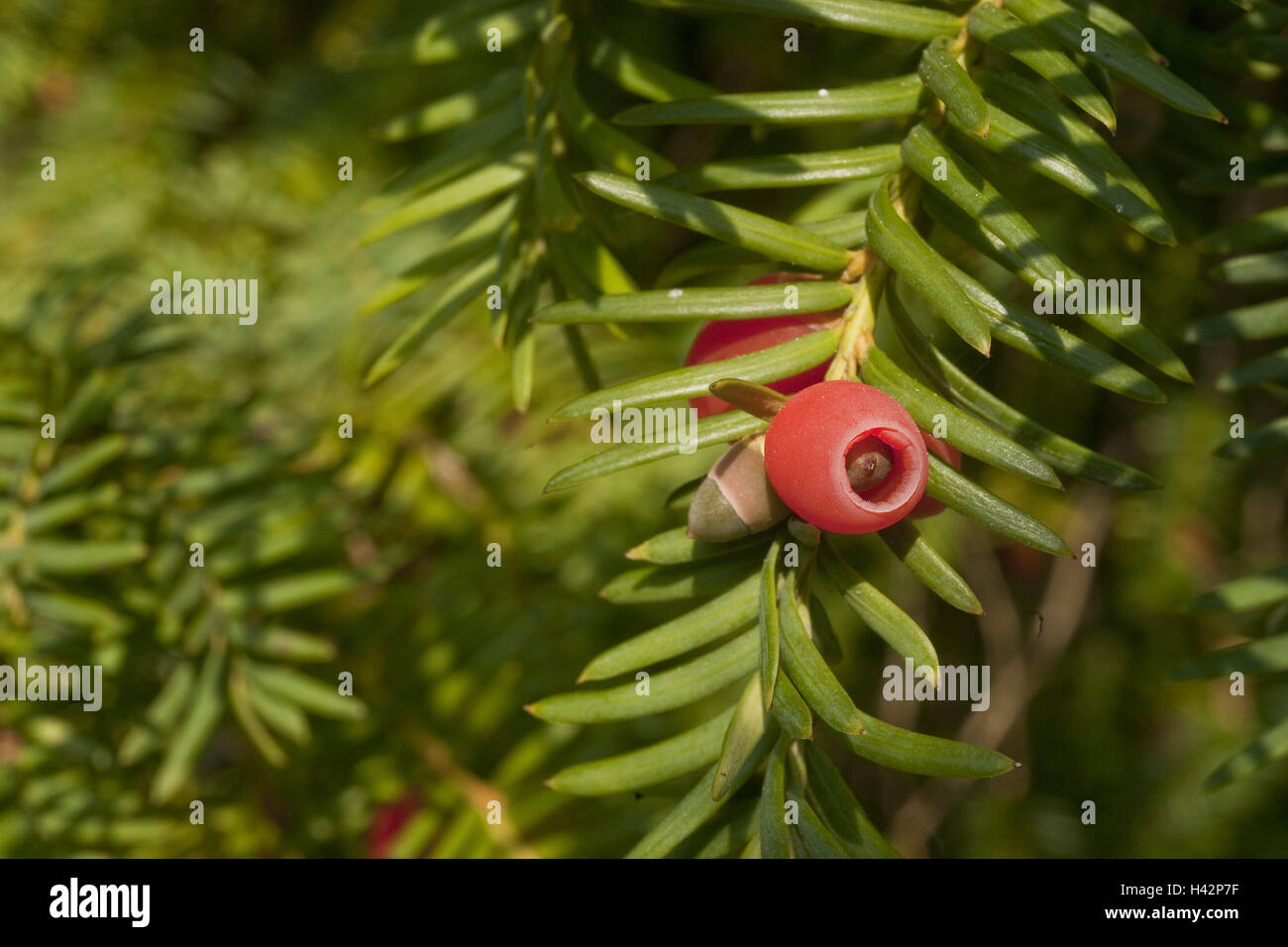 Yew, Taxus baccata, branch, detail, fruit, conifer, needle wood, semen ...