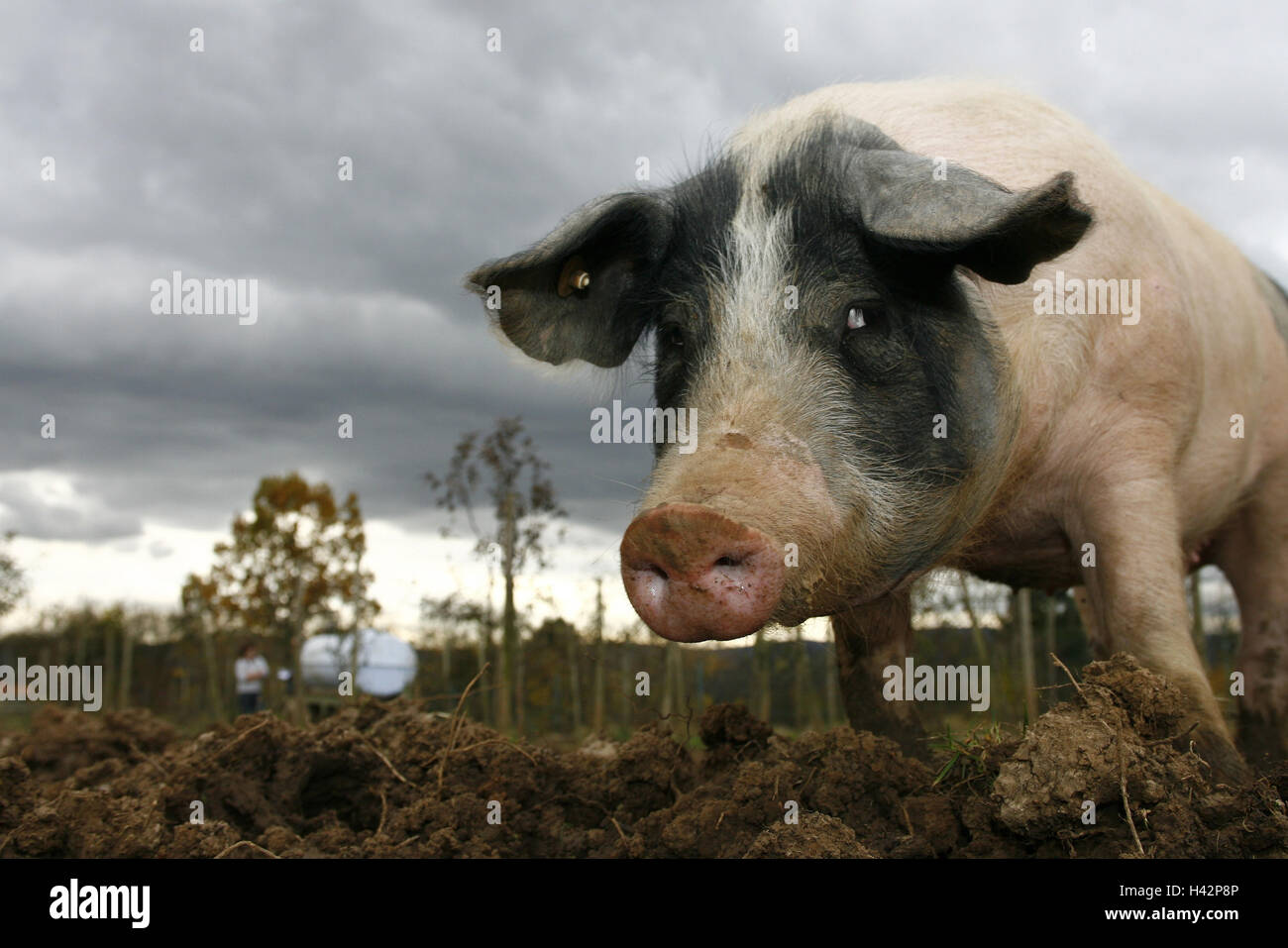Swine trunk hi-res stock photography and images - Alamy