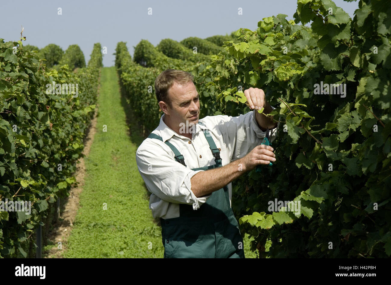 Man cutting vines hi-res stock photography and images - Alamy