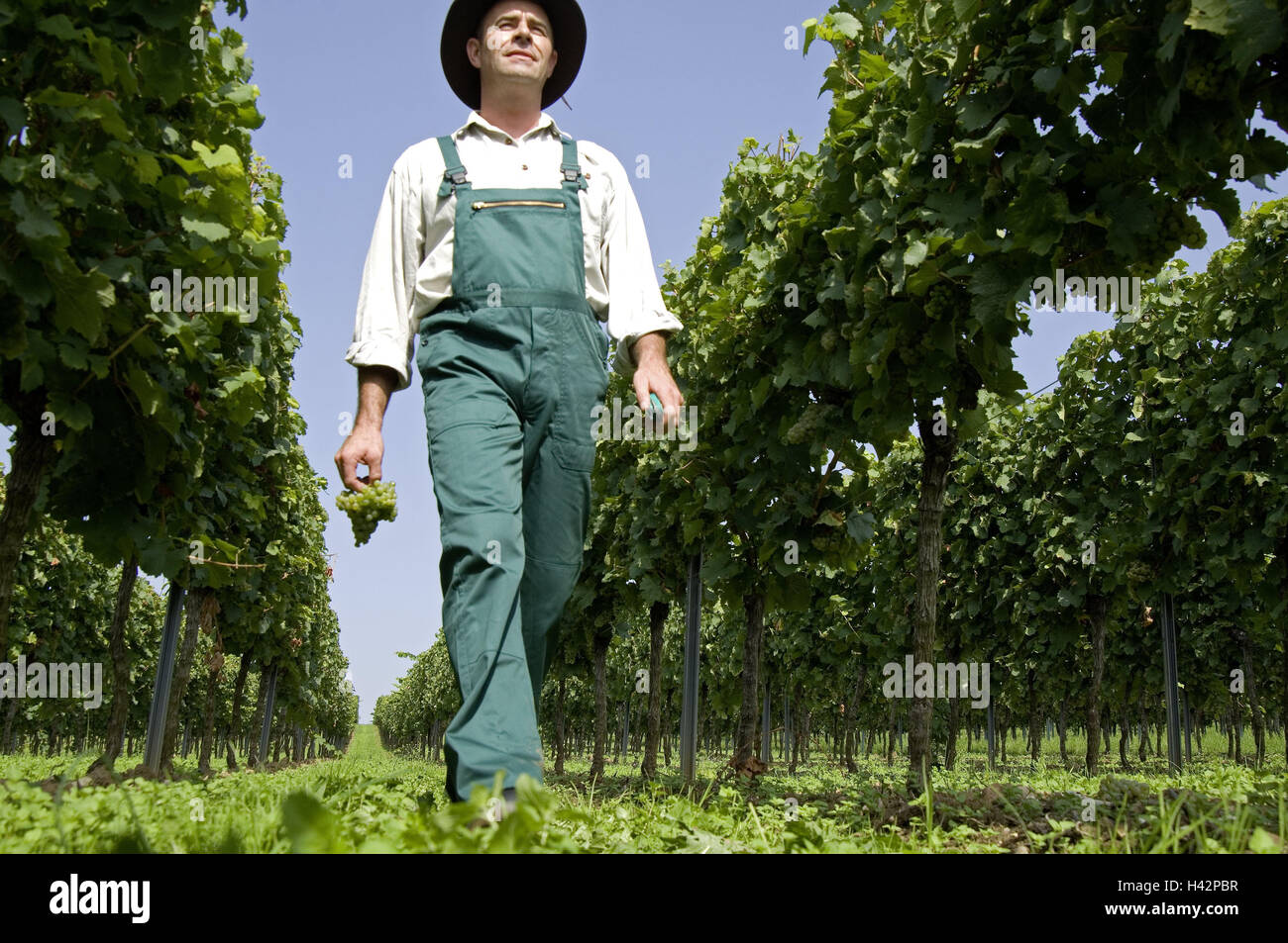 Vineyard, winegrower, grapes, controls, people, man, viticulturist, vines, wine, wine-growing ...