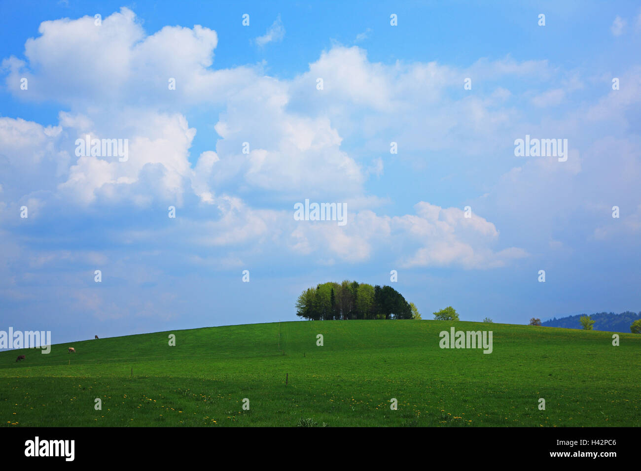 Germany, Bavaria, Allgäu, Seeg, scenery Stock Photo - Alamy