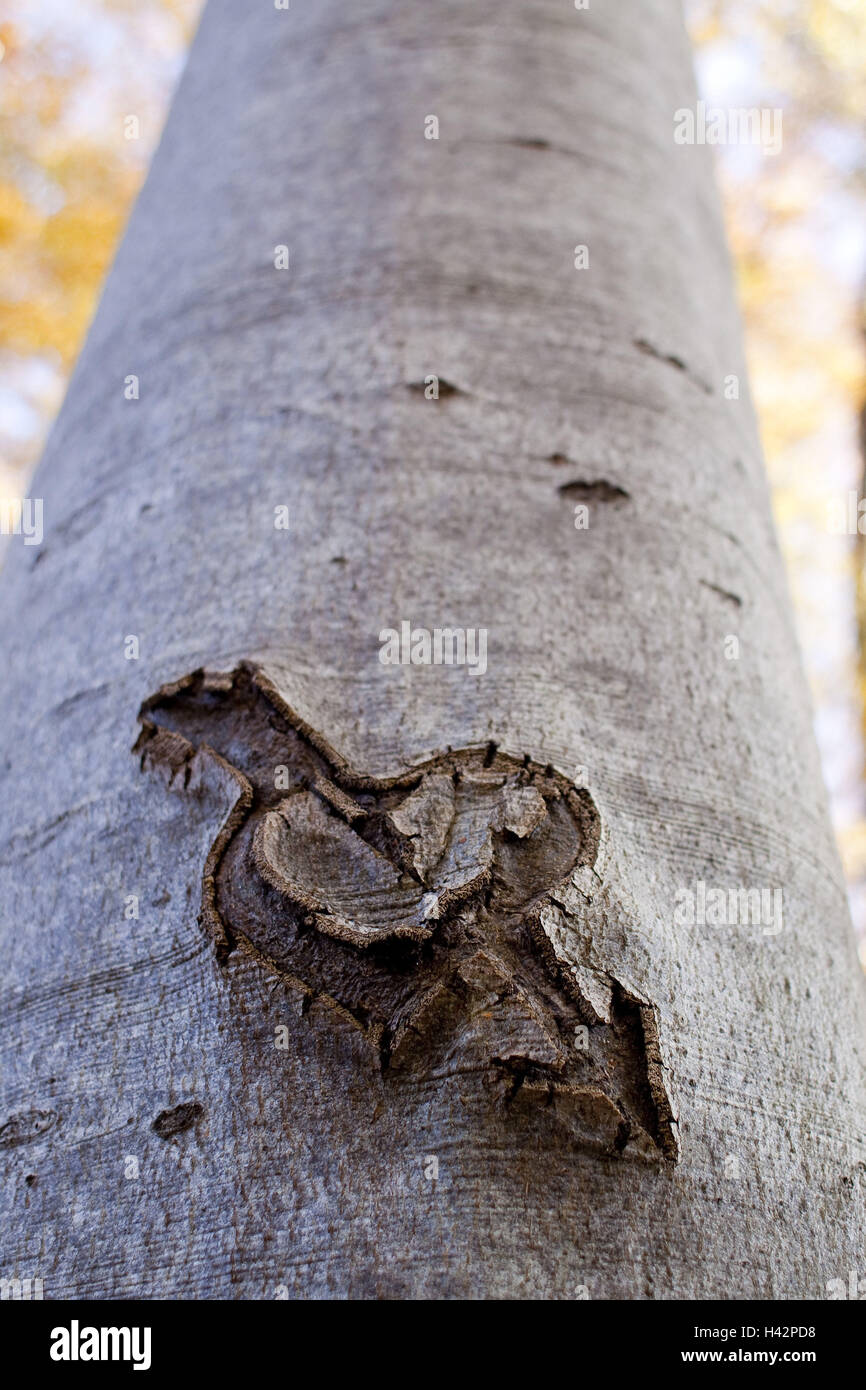 Beech wood carving hi-res stock photography and images - Alamy