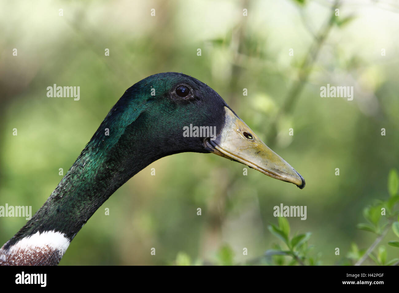 Run duck, duck's bill Stock Photo - Alamy