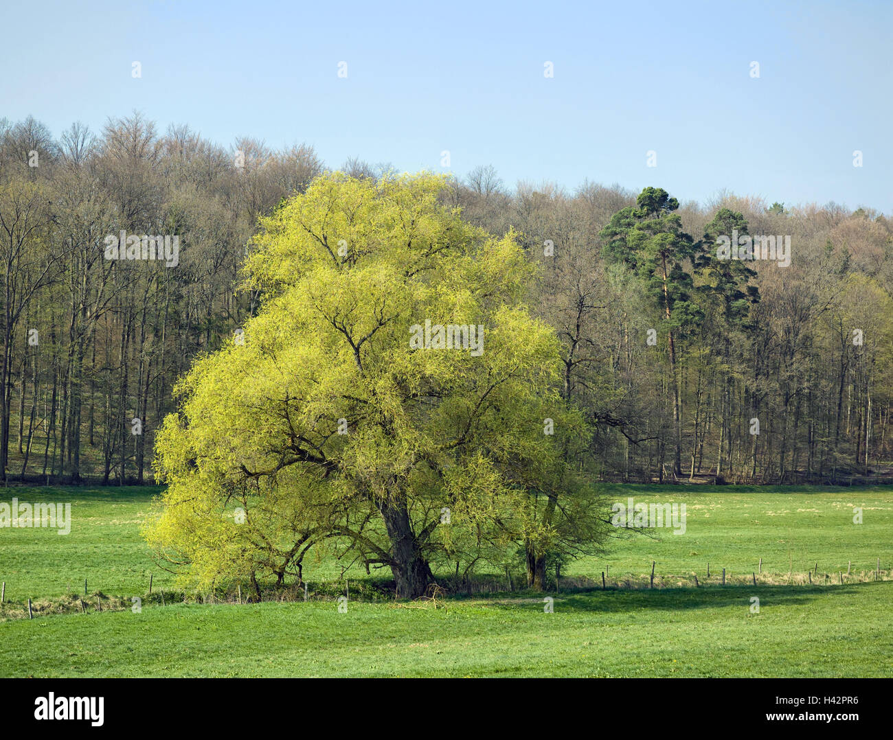Silver pasture, Salix alb, blossom, trees, pasture, silver pasture ...