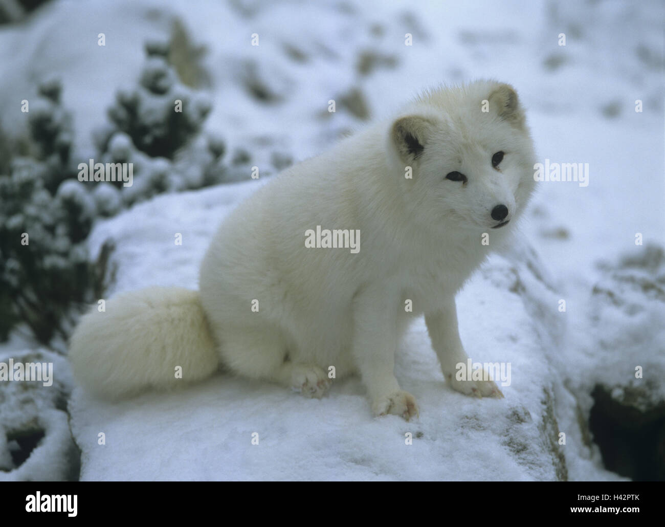 Ice cream fox, Alopex lagopus, winter, animal, mammal, wild animal, fox ...