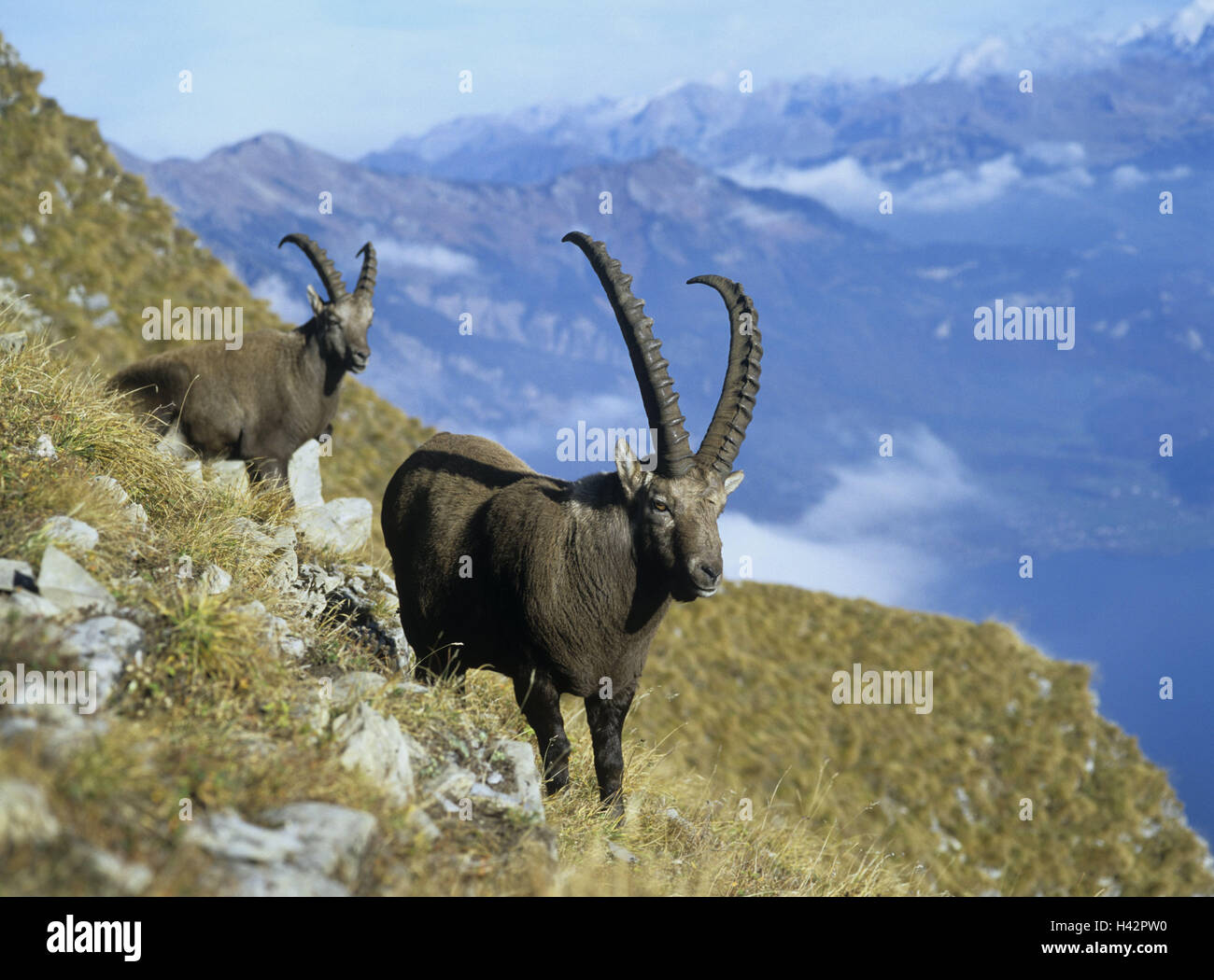 Mountain Habitat Animals