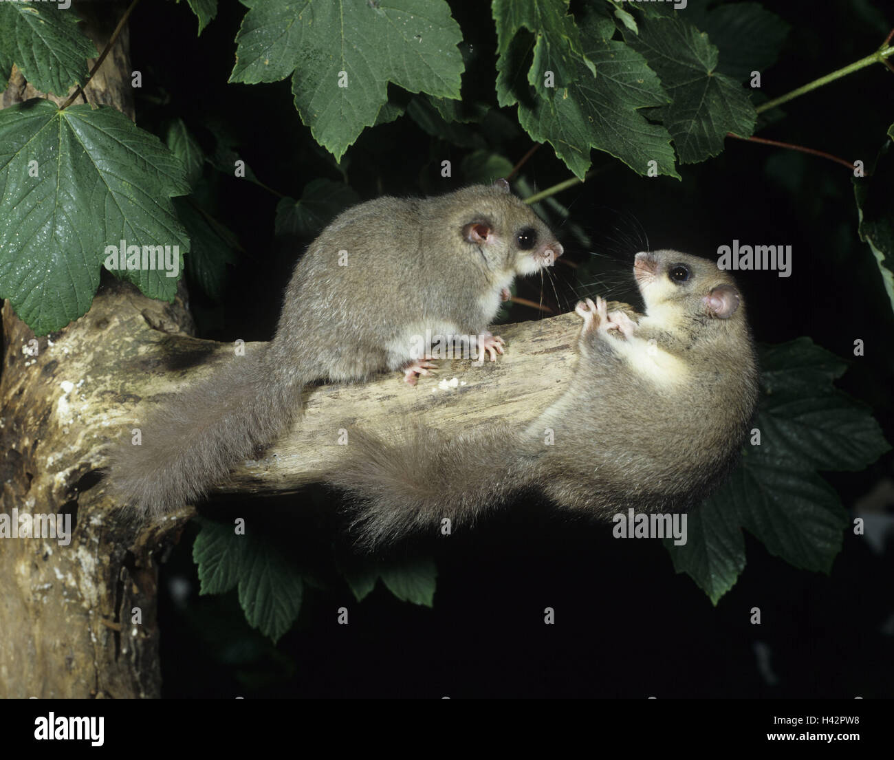 Branch, dormouse, two, Glis glis, animal world, Wildlife, animals ...