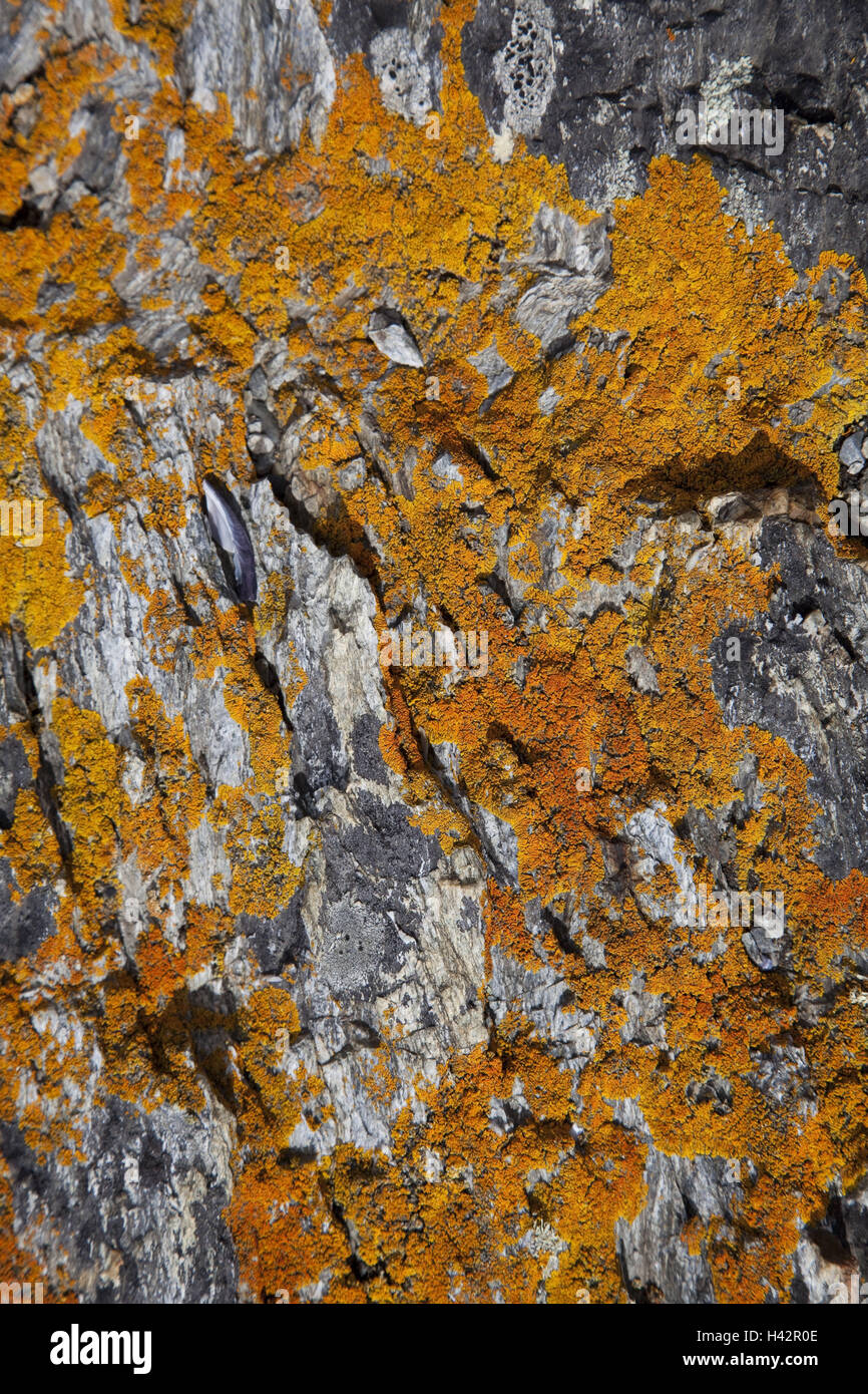 Cliff face, lichens Stock Photo - Alamy