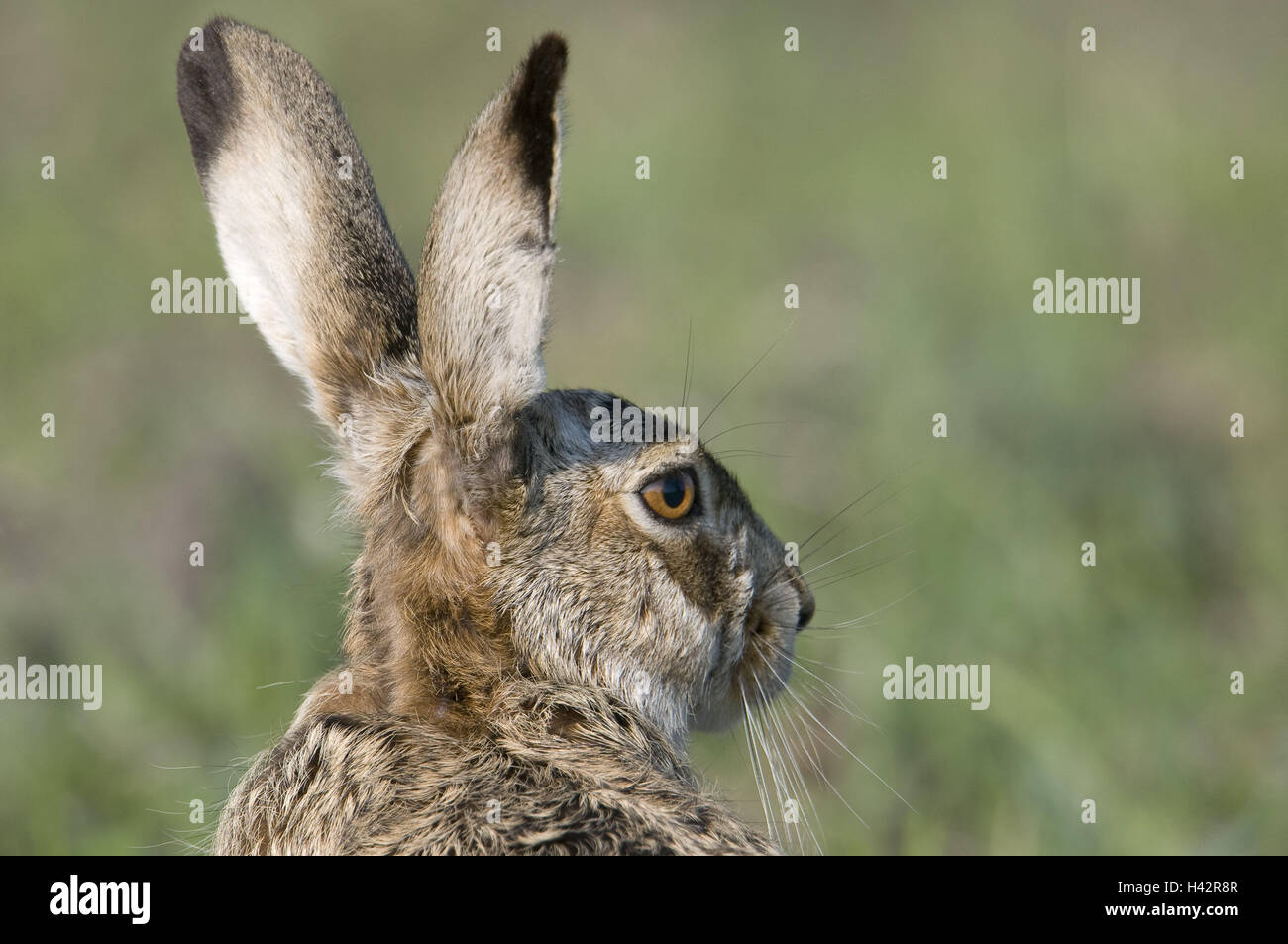 Hare face hi-res stock photography and images - Alamy