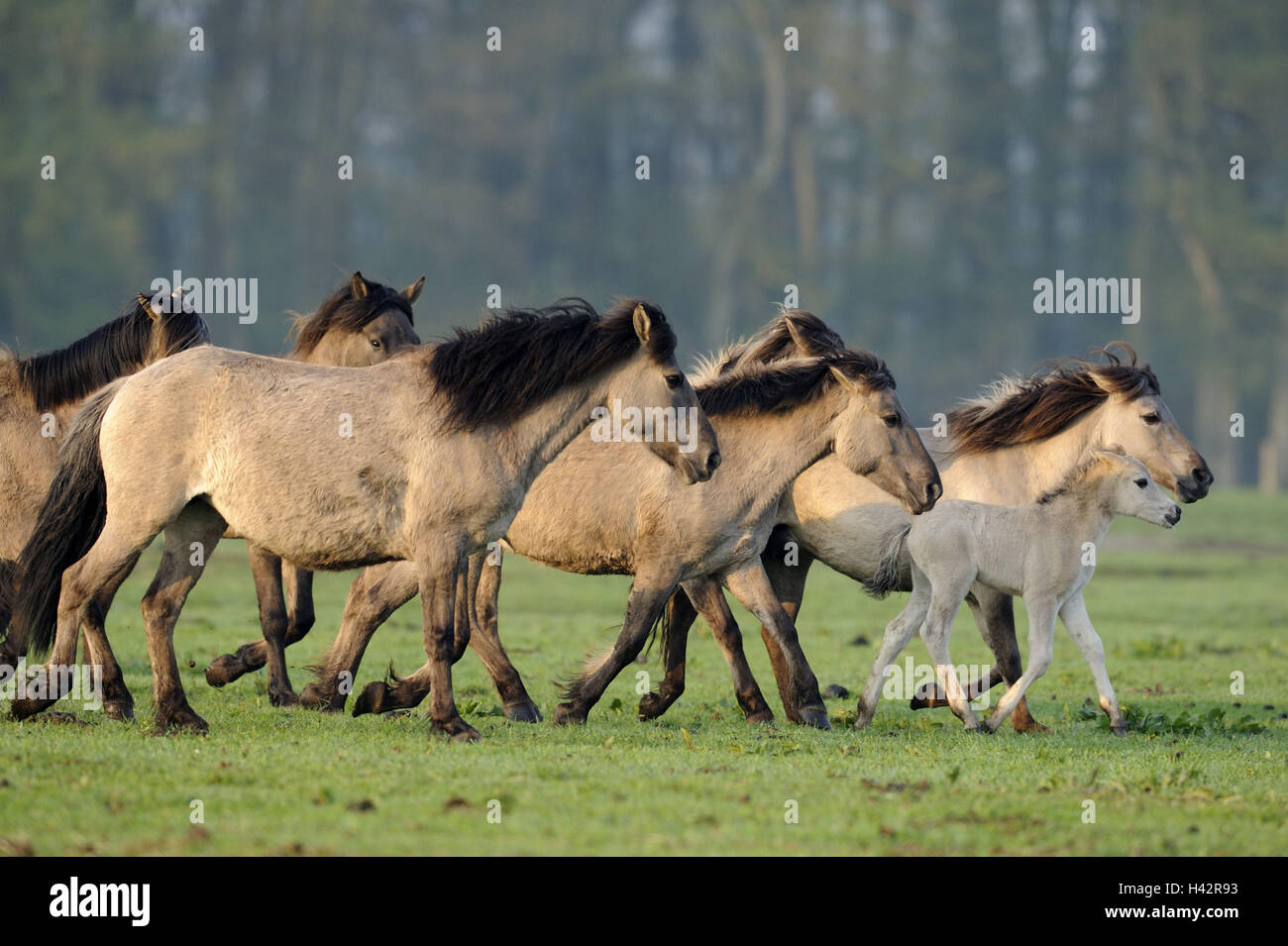 Dülmener wild horses, cookers, mares, foals, Germany, North Rhine ...