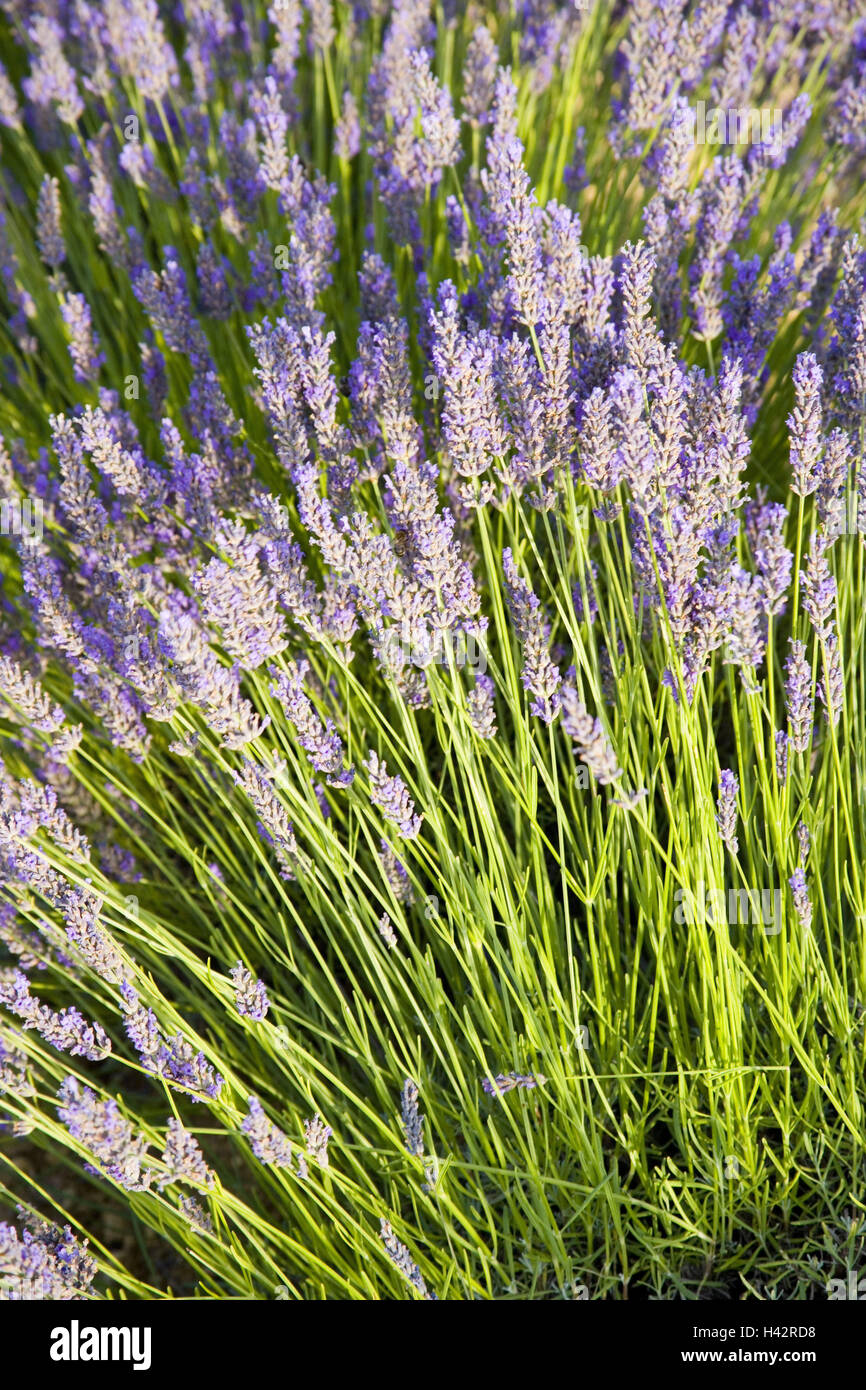 France, Provence, lavender, close-up, summer Stock Photo - Alamy