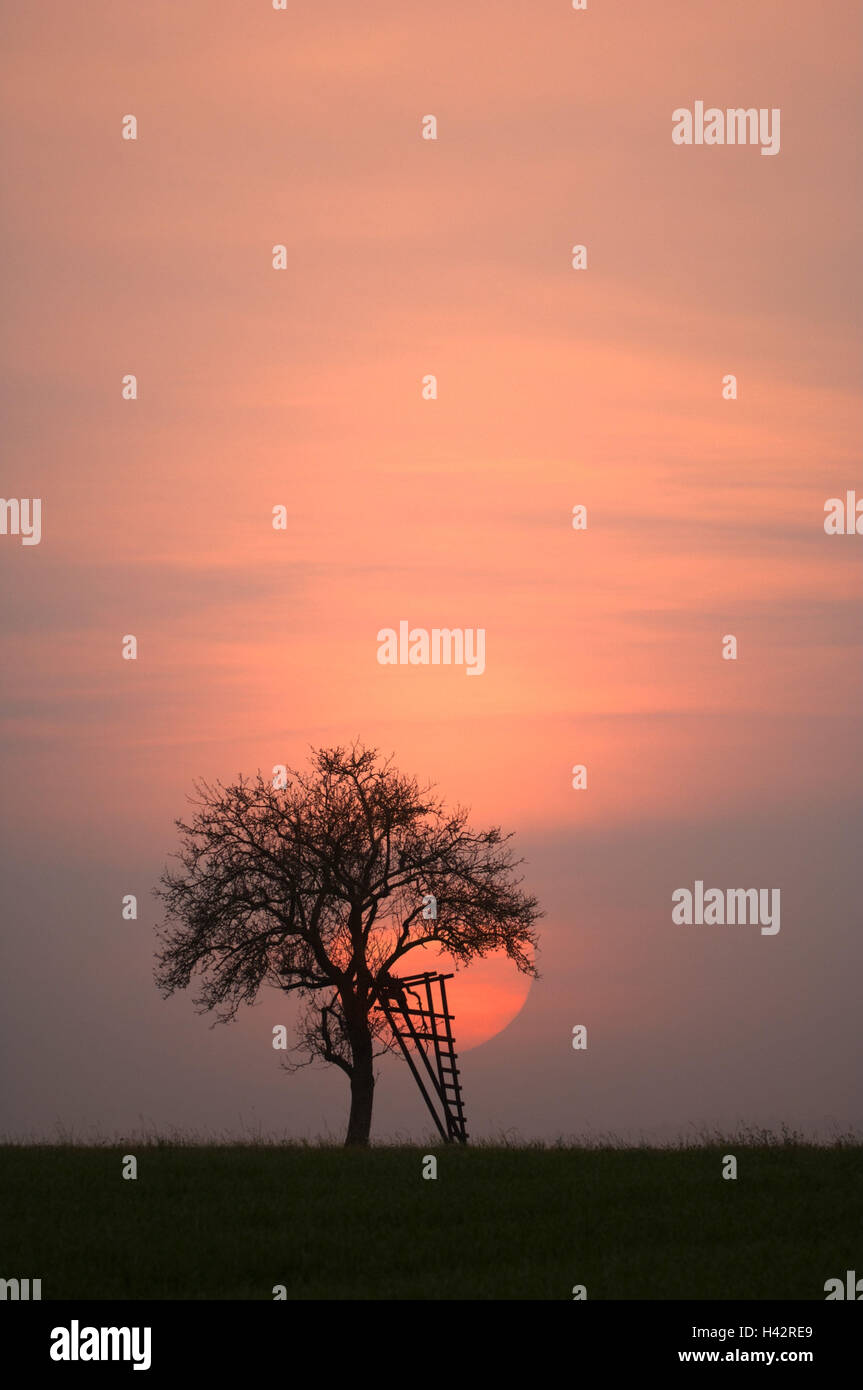 Tree, raised hide, sun Stock Photo - Alamy