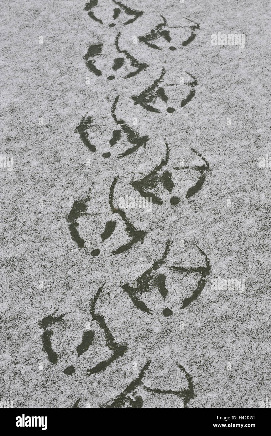 Swan footprints hi-res stock photography and images - Alamy