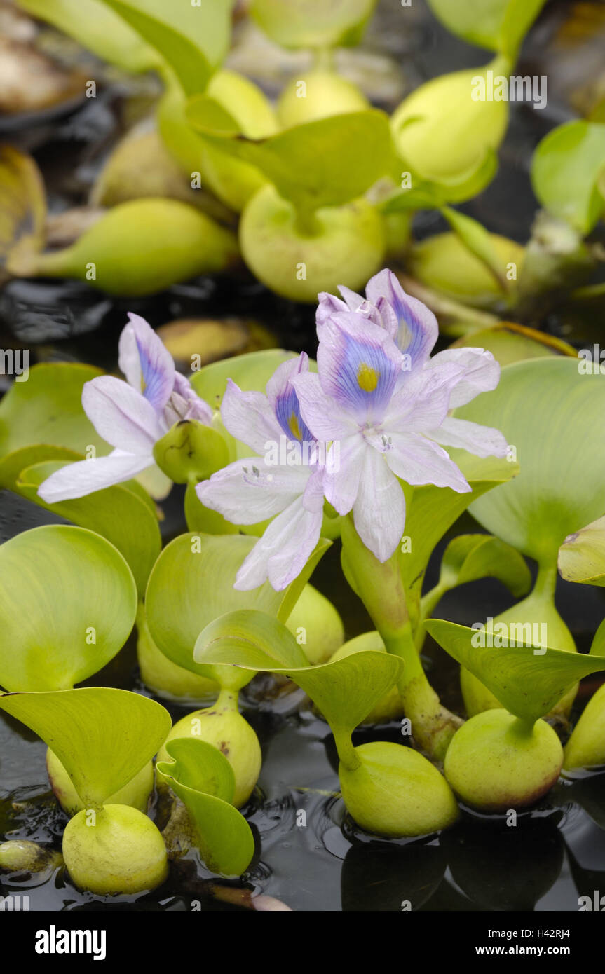Water Hyacinth Eichhornia Crassipes Major Moore Water