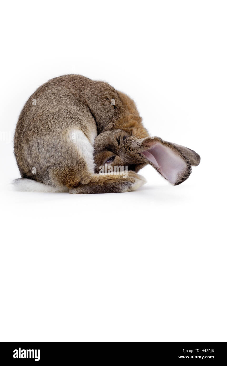 Breeding hare hi-res stock photography and images - Alamy