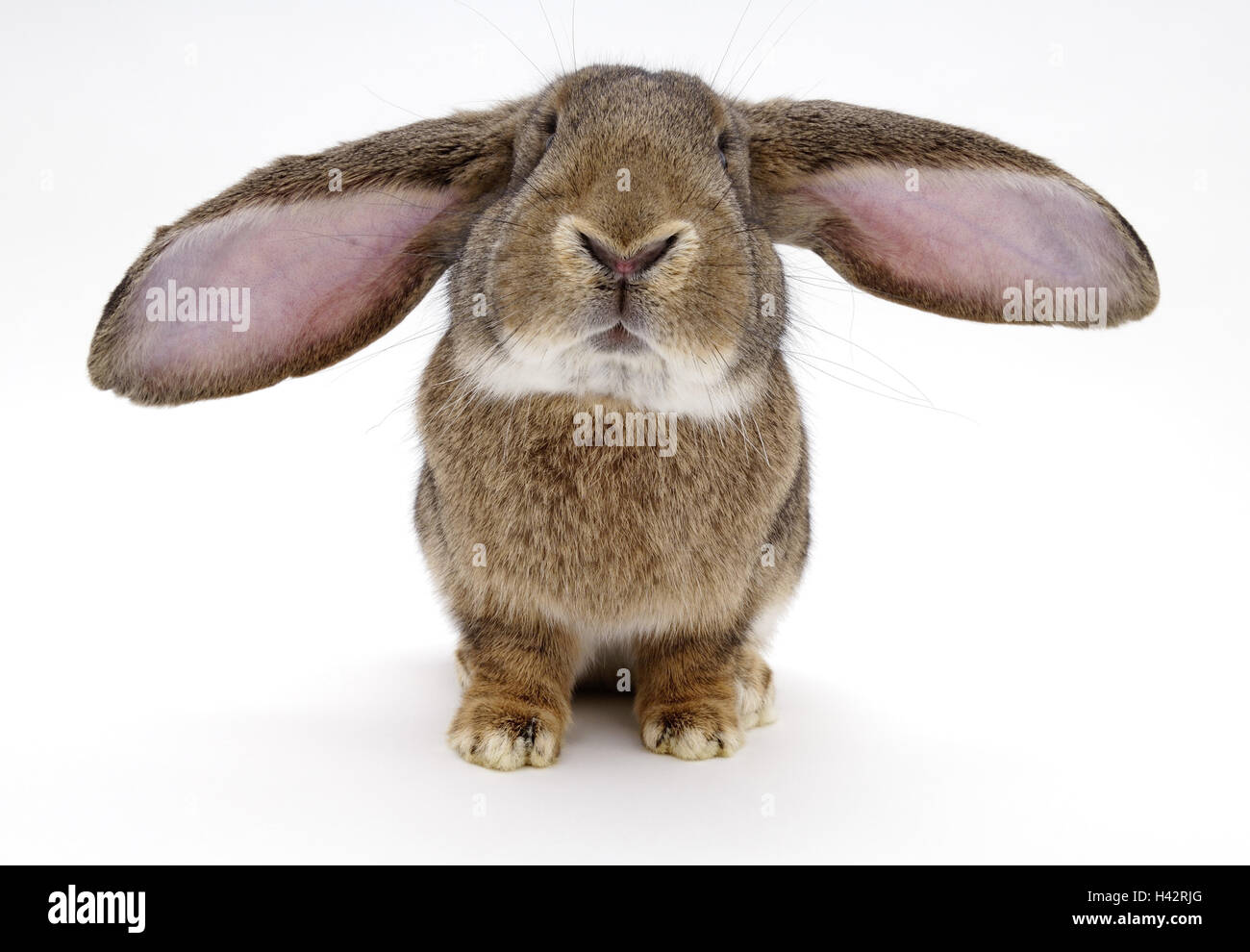 German hare hi-res stock photography and images - Alamy