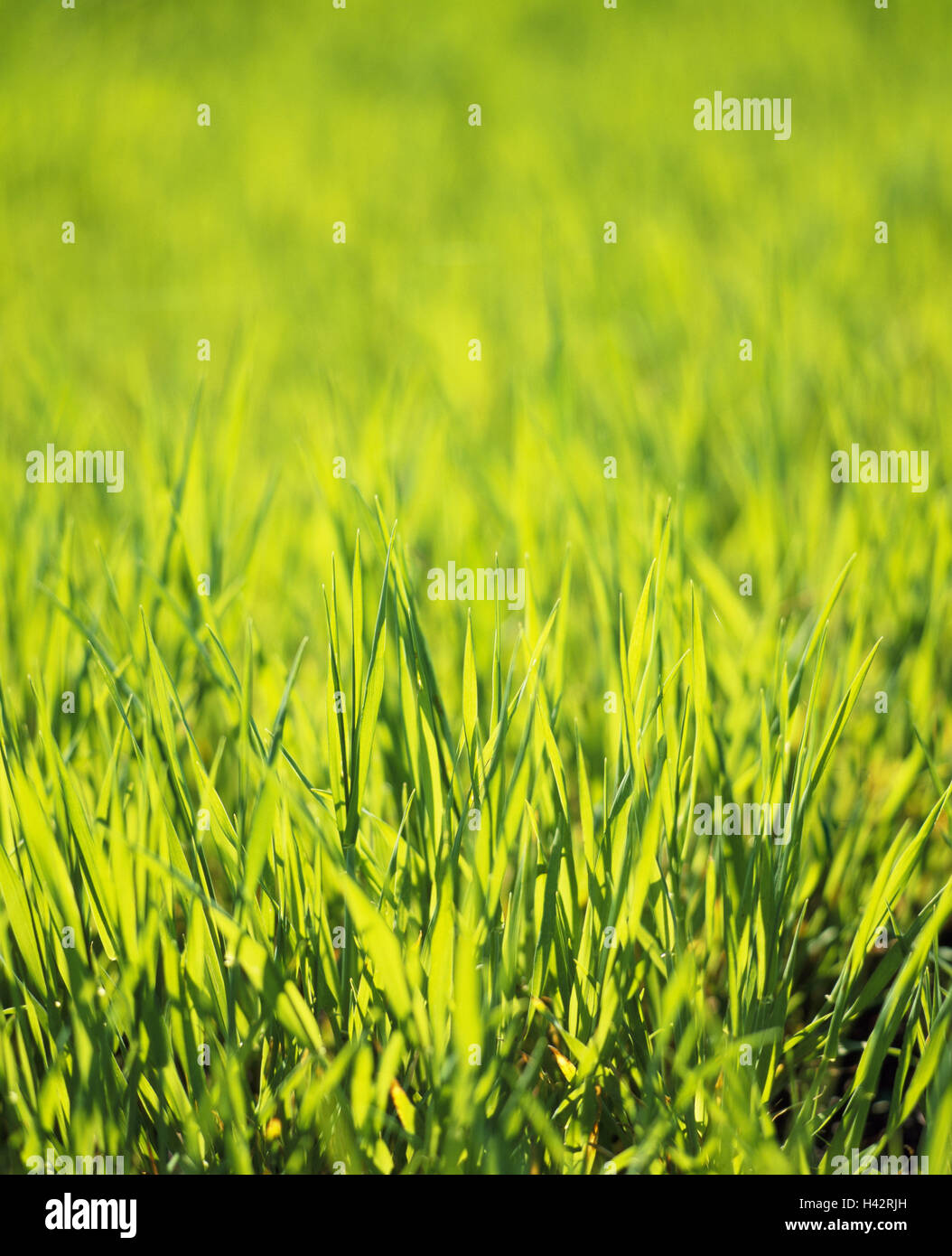 Cultivation wheat hi-res stock photography and images - Alamy