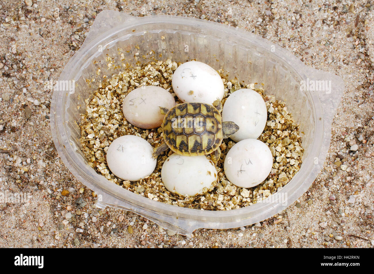 Testudo hi-res stock photography and images - Alamy