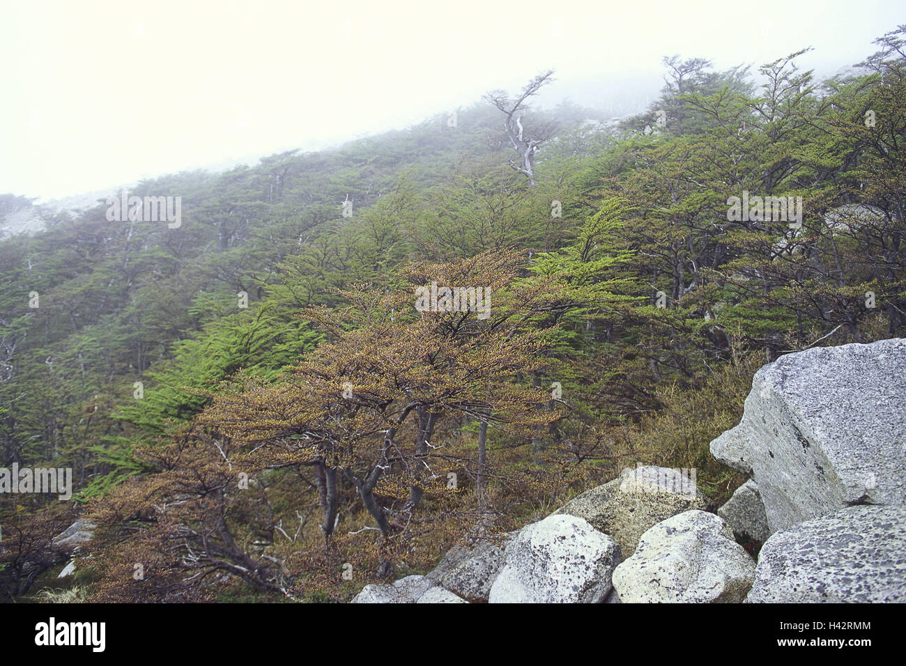 Chile, Patagonia, Parque Nacional Torres, del Paine, south Buchenwald ...