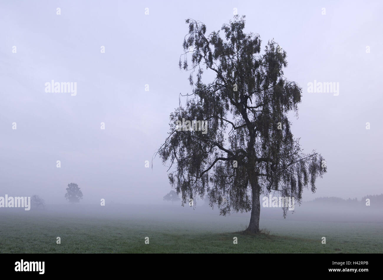 Scenery, trees, birch, fog, tree, nature, morning fog Stock Photo - Alamy
