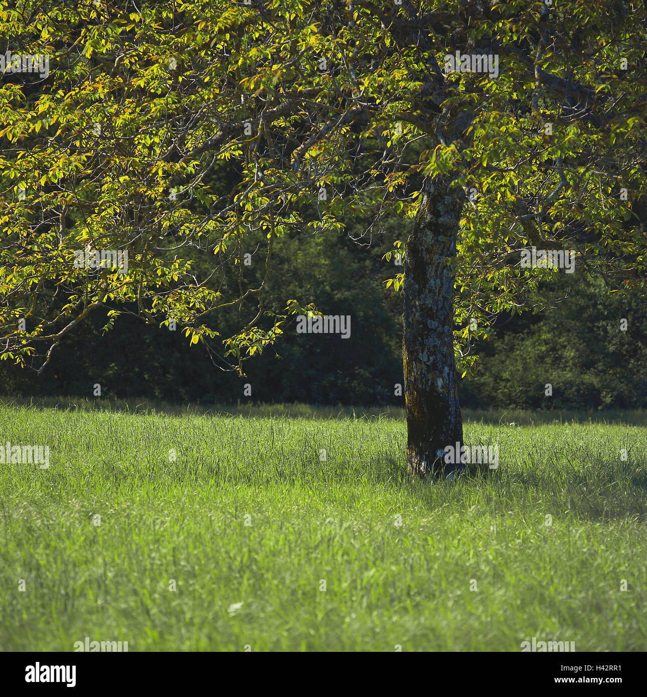 Italy, Tuscany, meadow, chestnut tree, plant, tree, chestnut, broad ...