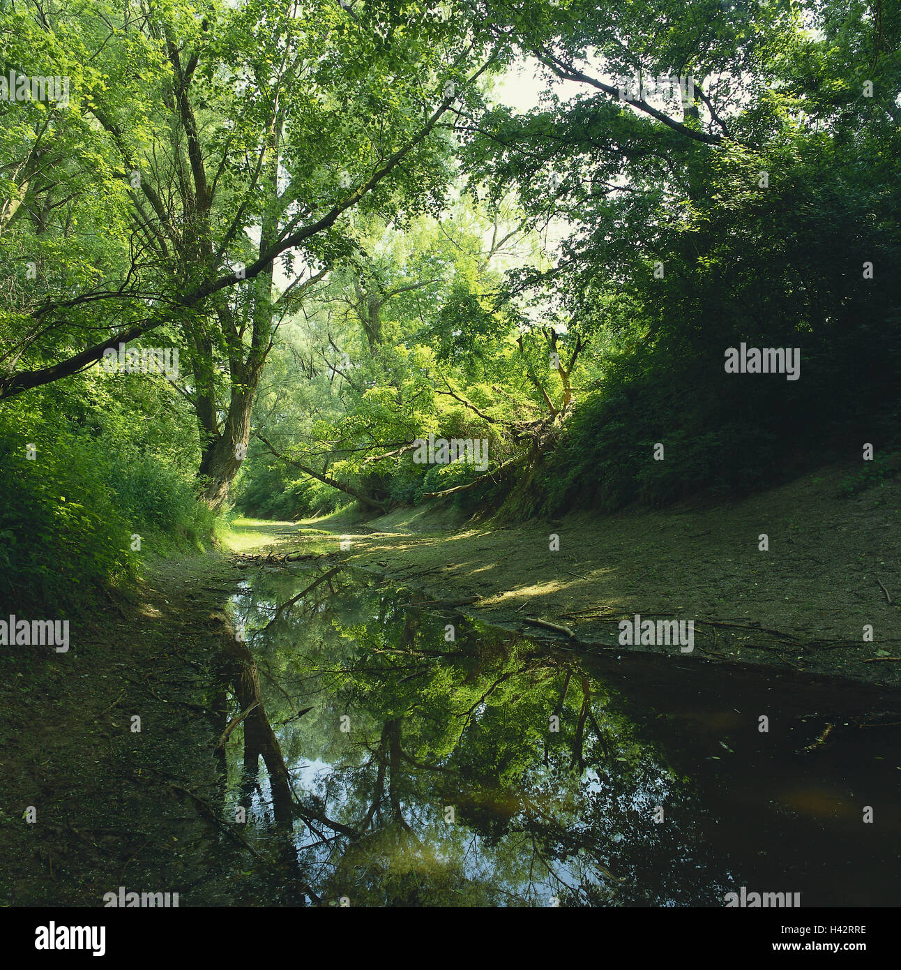 Austria, Schwechat, national park, Danube meadows, river, the Danube ...