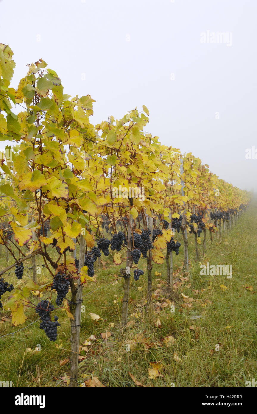 Scenery with vineyard hi-res stock photography and images - Alamy