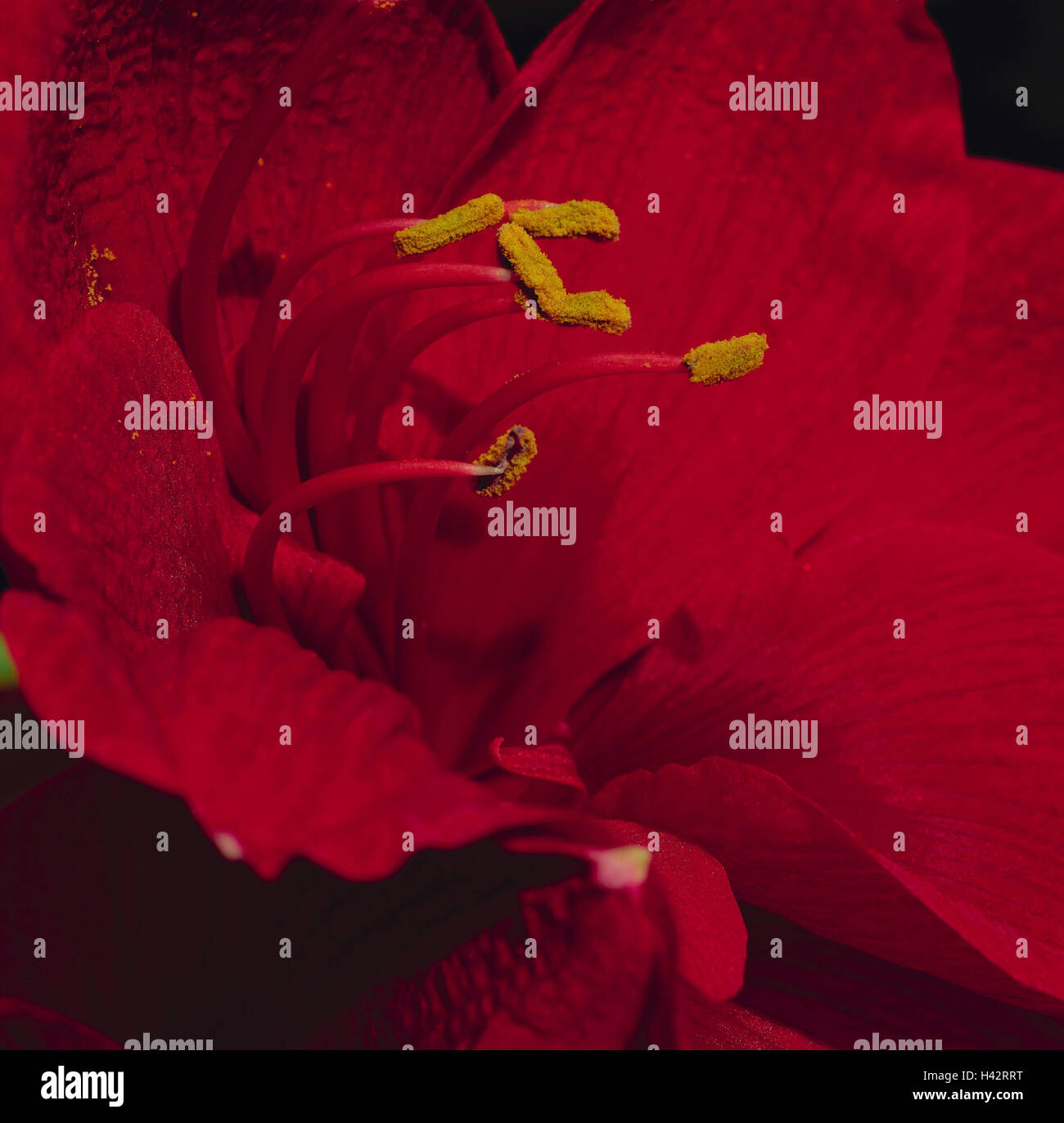 Amaryllis, dust vessels, flower pollen, close up, flower, ornamental ...