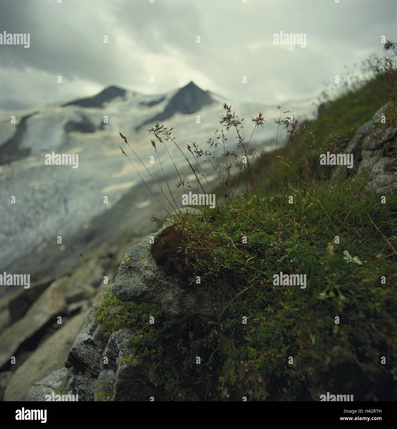 Austria, Osttirol, Matrei, Kleinvenediger, grass, blur, Tyrol, scenery ...