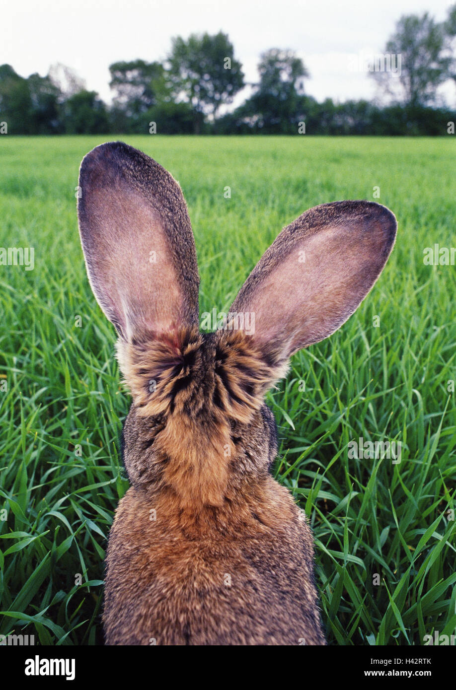 Listening hare hi-res stock photography and images - Alamy