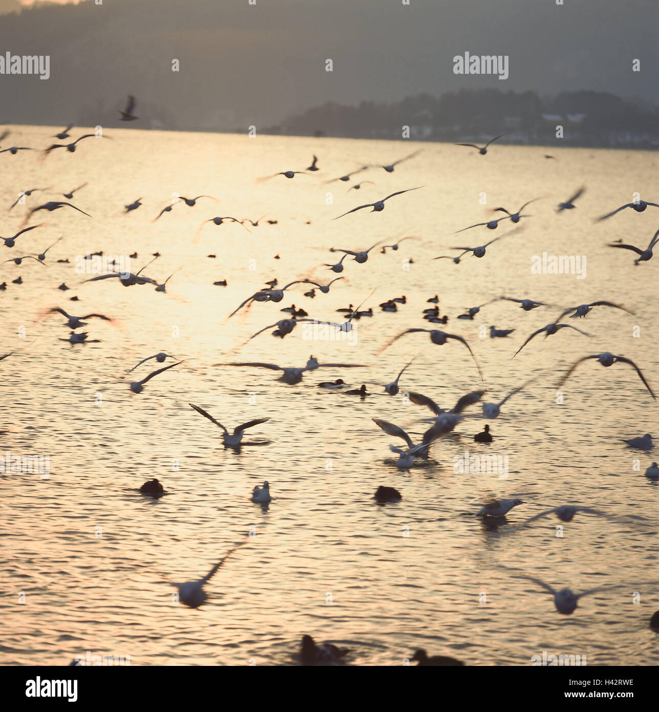 Austria, Upper Austria, Salzkammergut, Attersee, water birds, evening ...