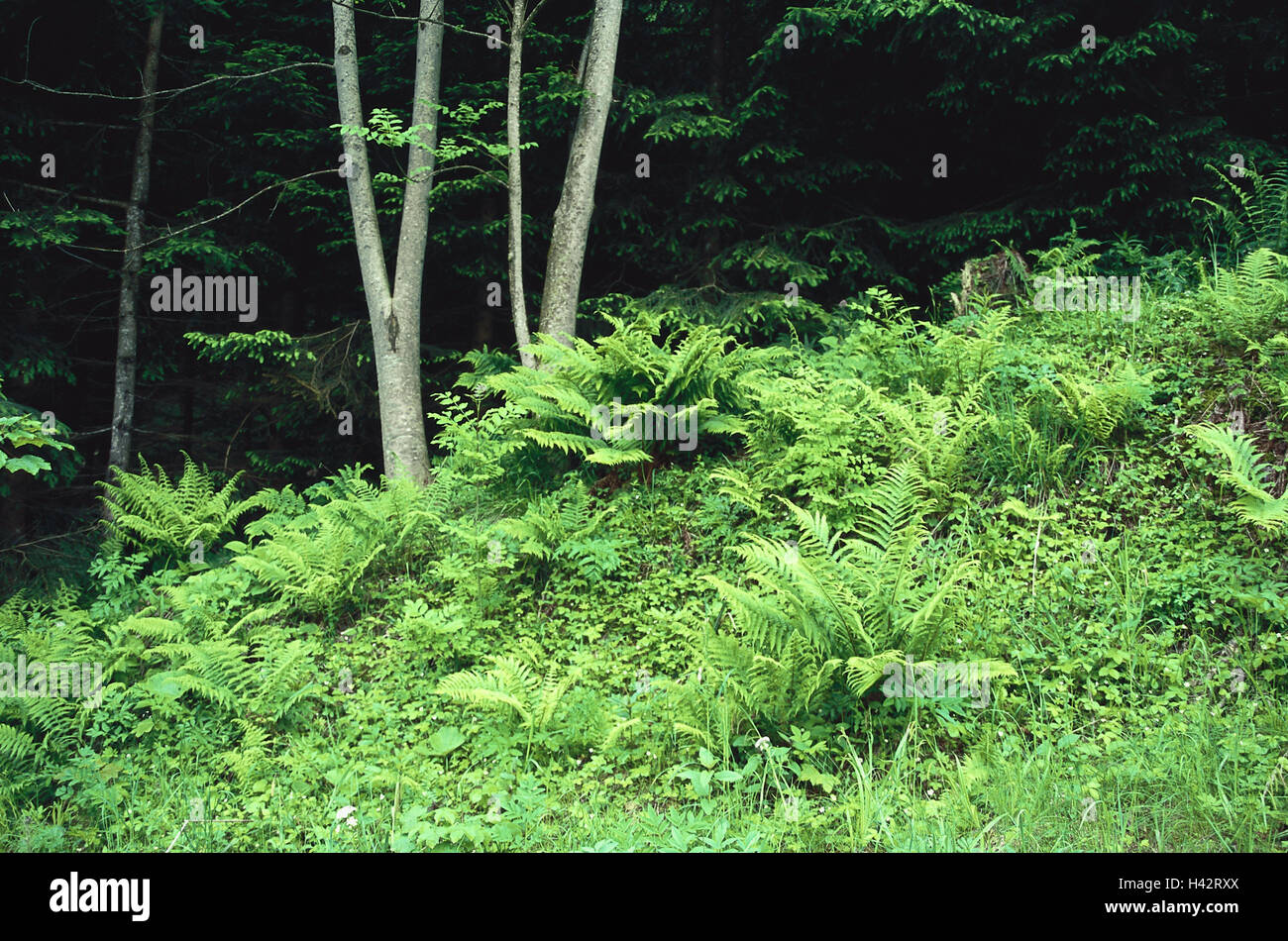 Wood, ferns, Austria, Salzkammergut, high stone alp, fern, flora ...