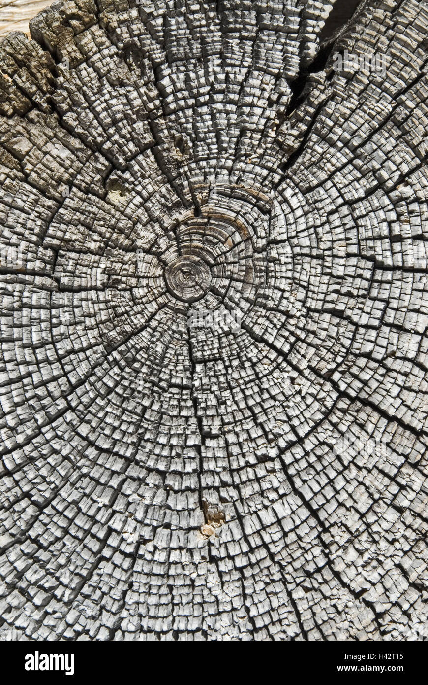 Tree rings hi-res stock photography and images - Alamy