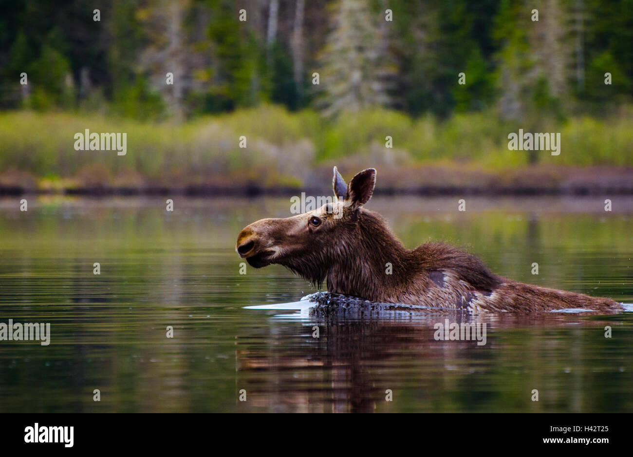 Moose crossing the river Stock Photo - Alamy