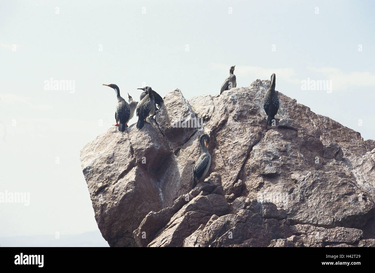 Fauna de paracas hi-res stock photography and images - Alamy