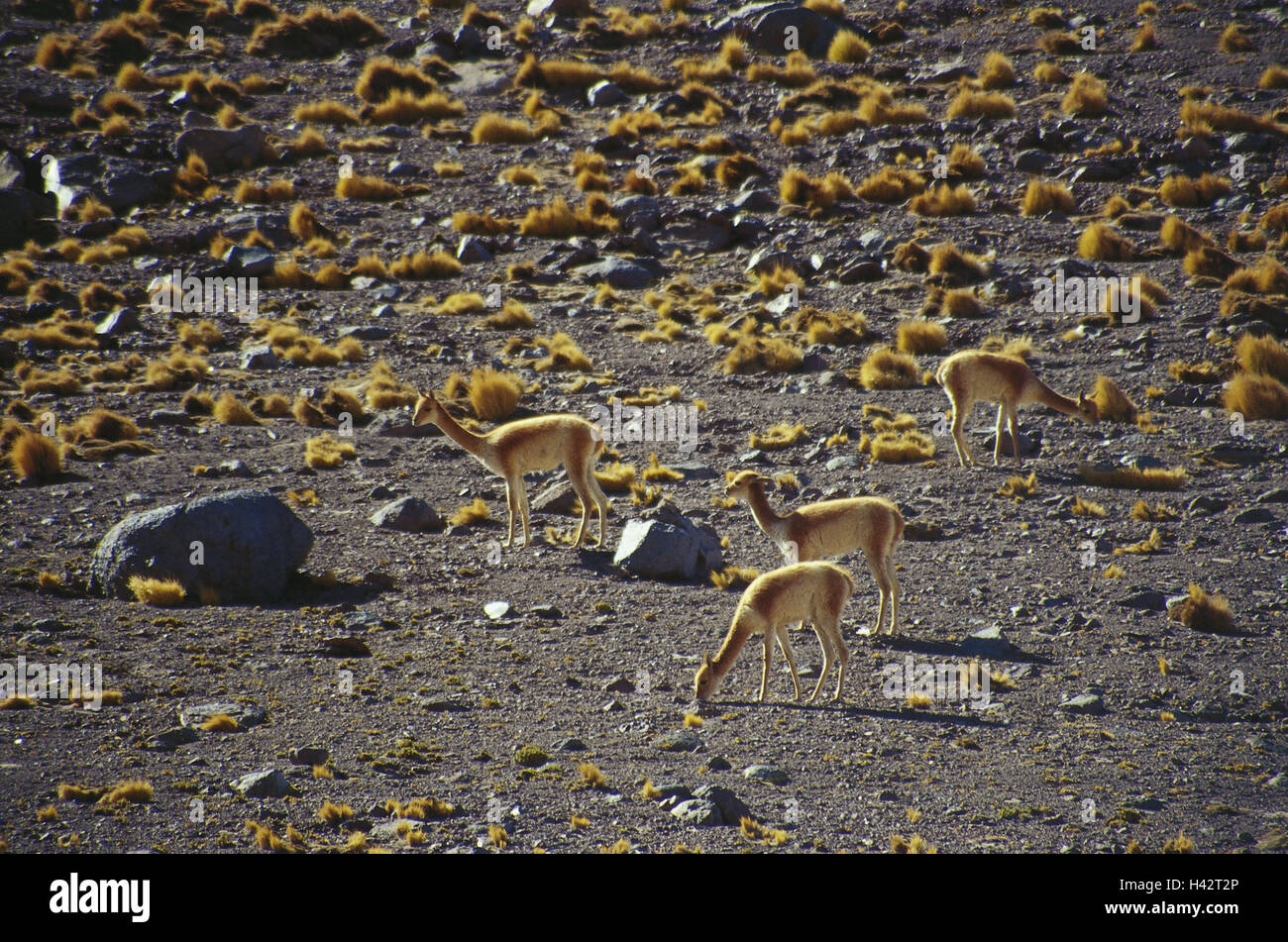 Peru, Cordillera de Ampato, Canahuas, highland, Vicunaherde, Vicugna ...