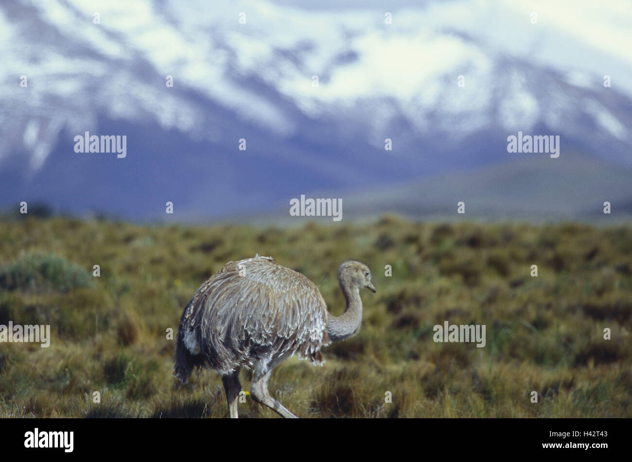 Chile, Patagonia, pampas, Darwin's rhea, Pterocnemia pennata, South ...