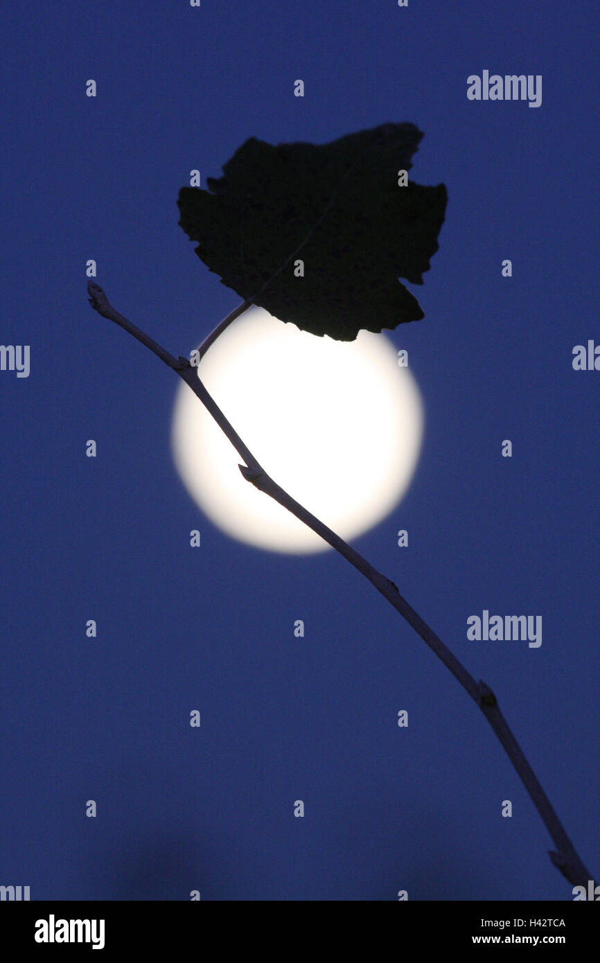 Leaves, silhouette, full moon, branch, tree, broad-leaved tree, branch ...