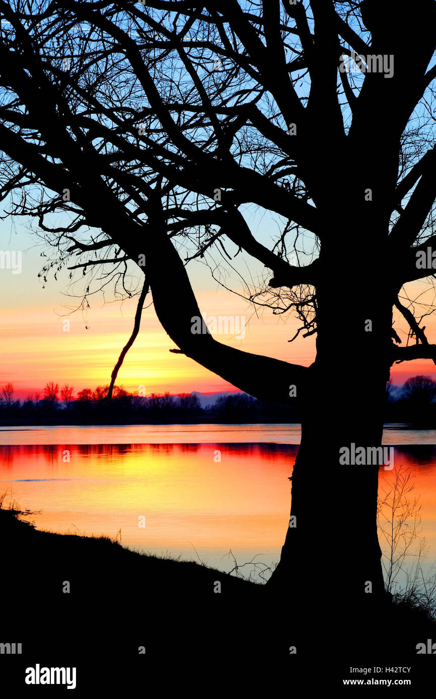 Tree, detail, silhouette, lake, sundown, scenery, nature, water, lake ...