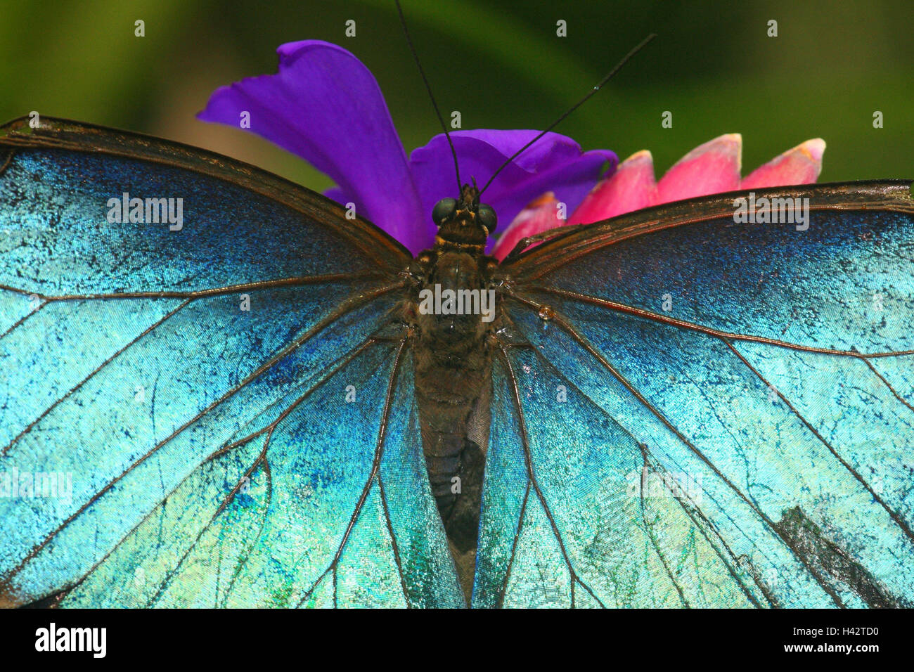 Blue Morphofalter, Morpho peleides, detail, butterfly, rainforest ...