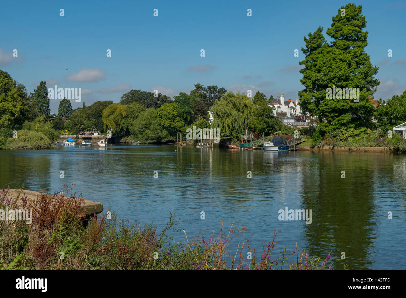 The Thames River at Ham, Surrey, England Stock Photo - Alamy