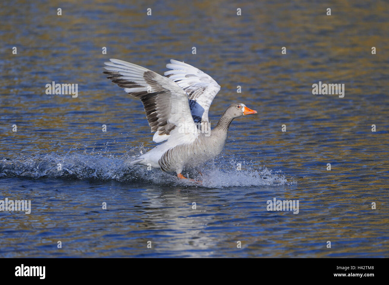 Lake, greylag goose, Anser anser, landing, waters, goose's birds ...